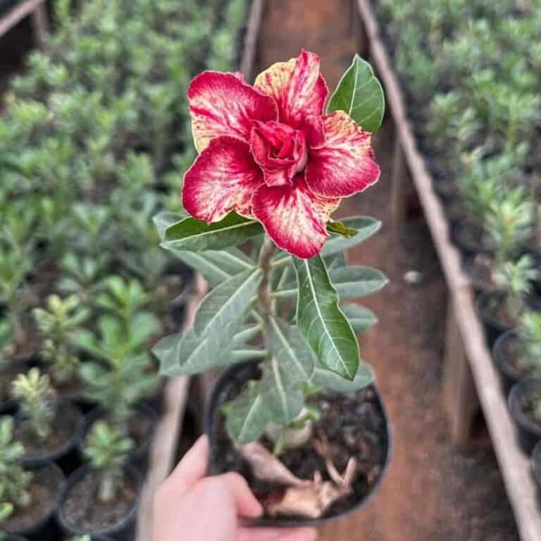 50 Shades of Desert Rose Flowers - Adenium