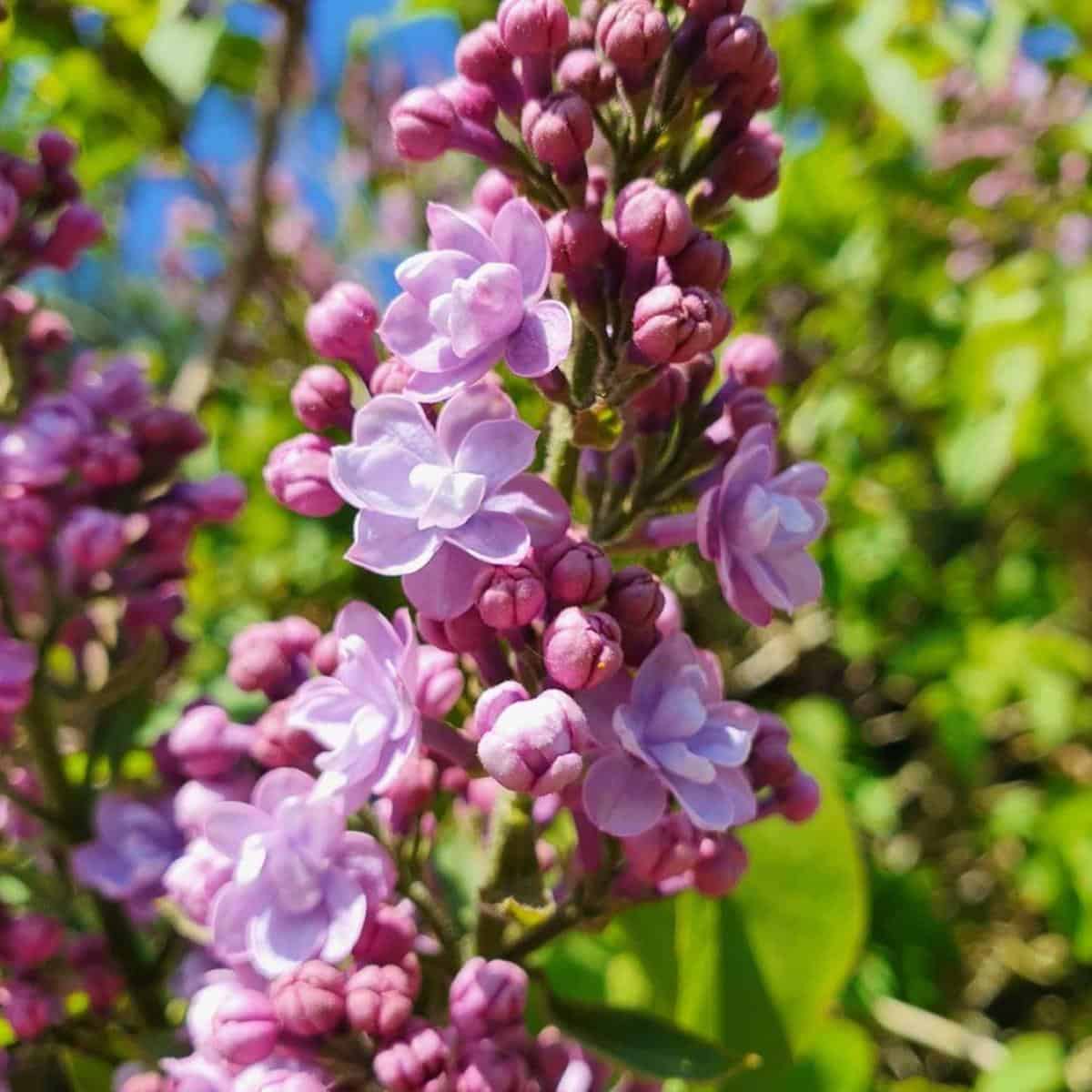 How To Care For and Grow Beautiful Lilac Trees