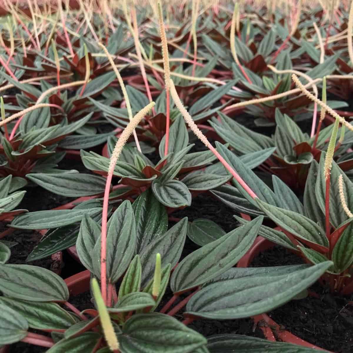 Peperomia Rosso Care: How To Grow Red Peperomia