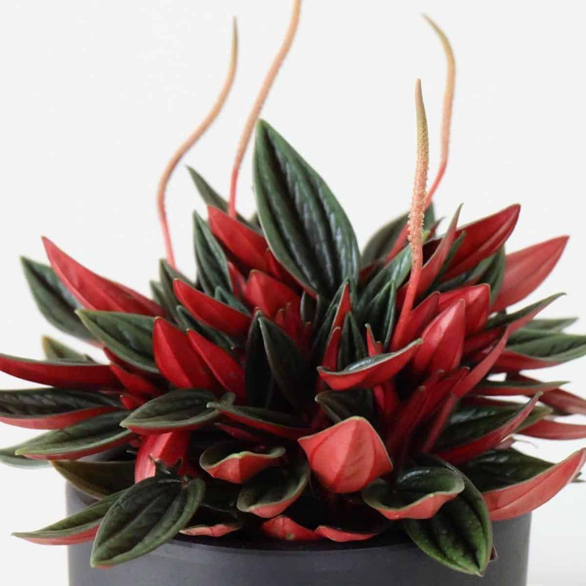 Peperomia Rosso Care: How To Grow Red Peperomia