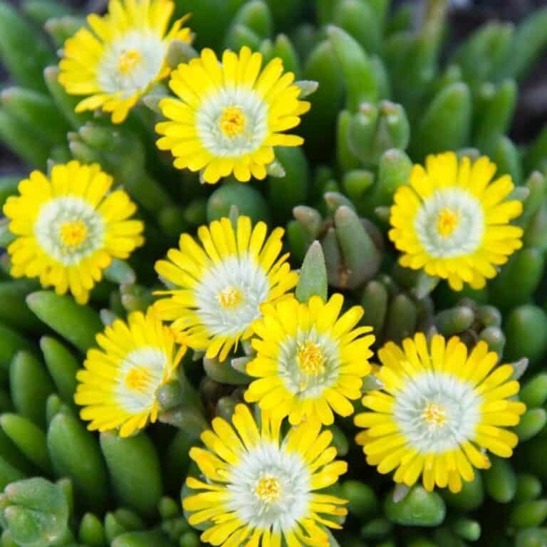 Ice Plant Ground Cover: What You Need To Know | PlantCareToday