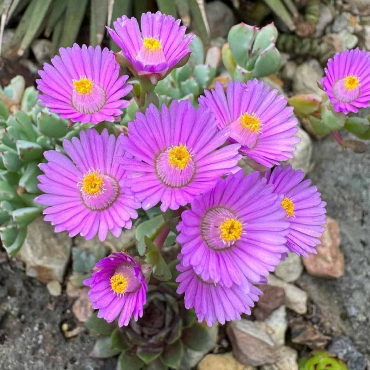 Ice Plant Ground Cover: What You Need To Know | PlantCareToday