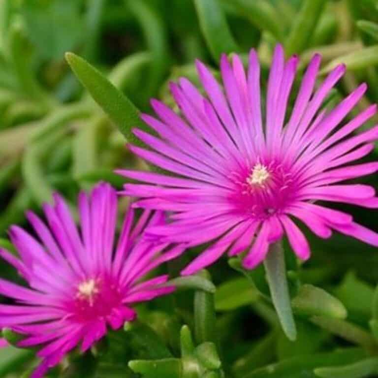 Ice Plant Ground Cover: What You Need To Know | PlantCareToday