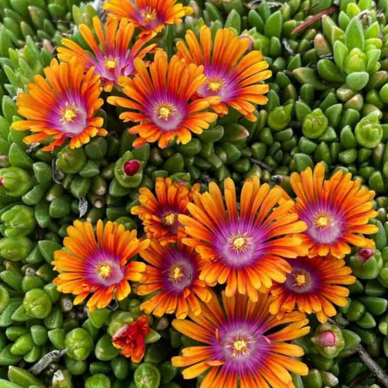 Ice Plant Ground Cover: What You Need To Know | PlantCareToday