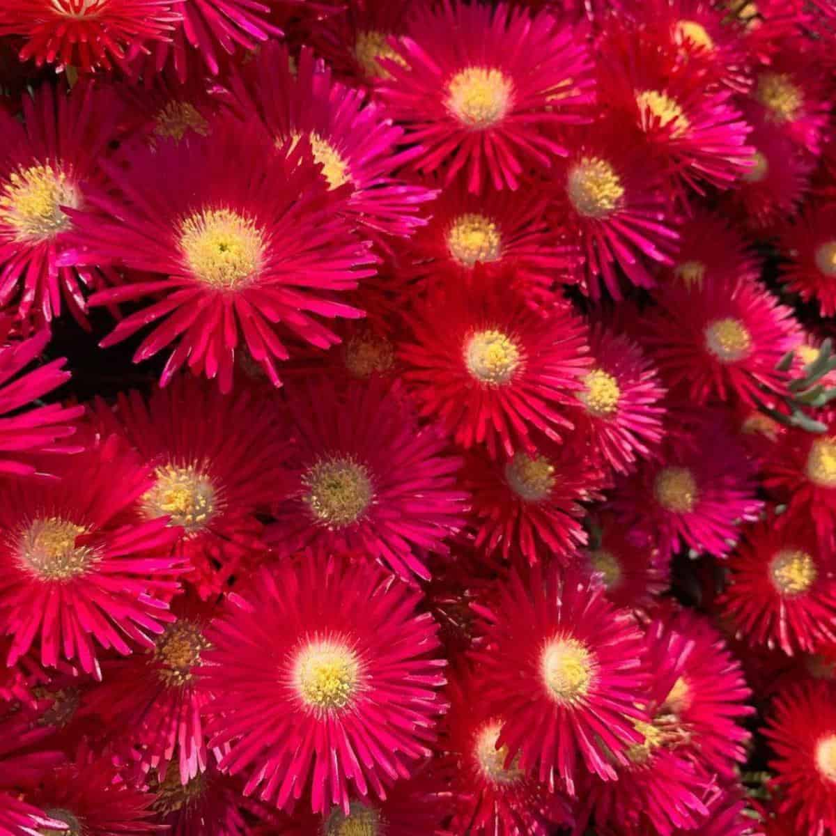 Ice Plant Ground Cover: What You Need To Know | PlantCareToday