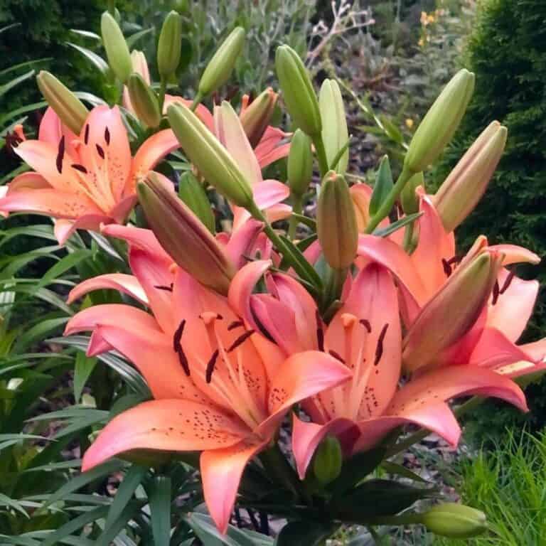 Asiatic Lily Care: How To Grow Asiatic Lilies [UPDATED]