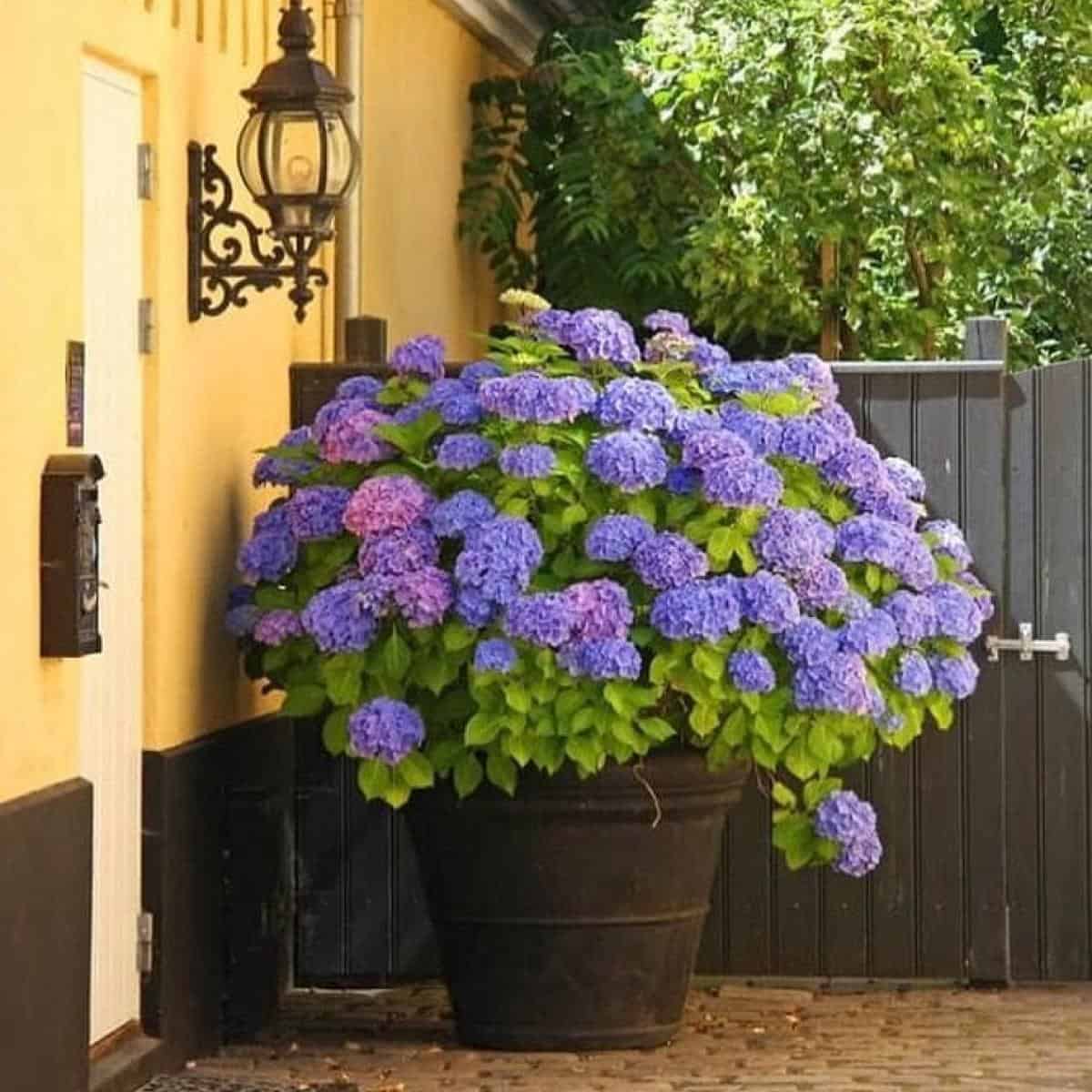Growing Hydrangea in Pots: Tips and Tricks
