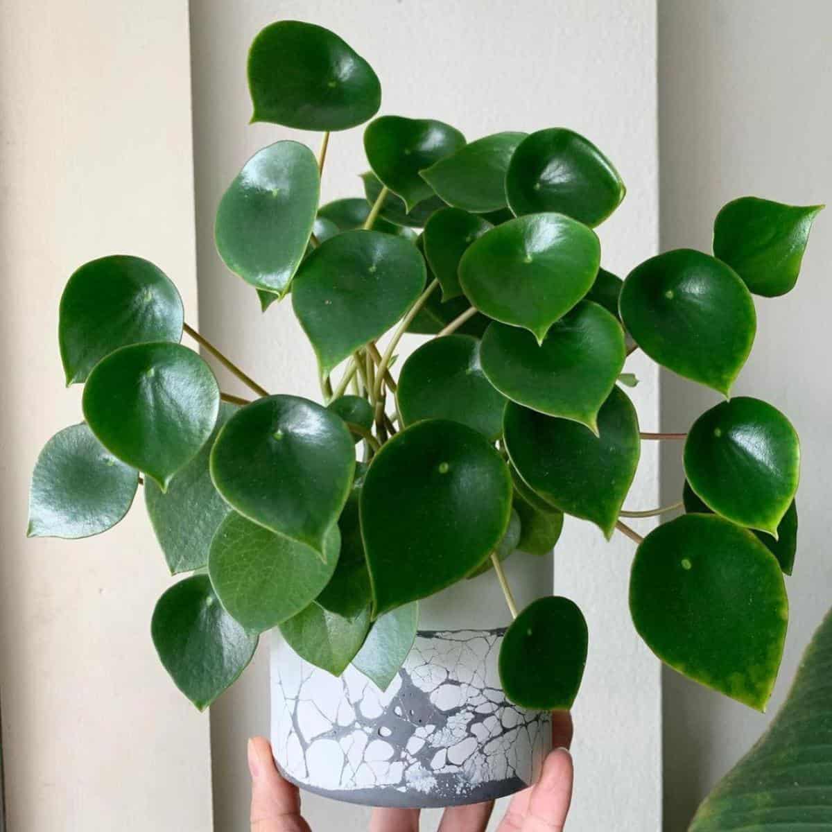 Peperomia Polybotrya: Growing The Coin-Leaf Peperomia