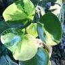 Peperomia Polybotrya: Growing The Coin-Leaf Peperomia