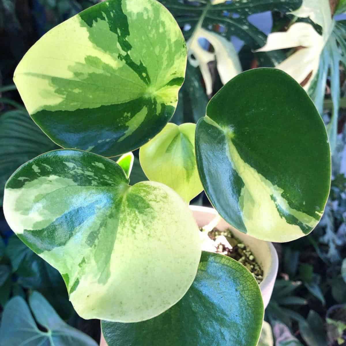 Peperomia Polybotrya: Growing The Coin-Leaf Peperomia