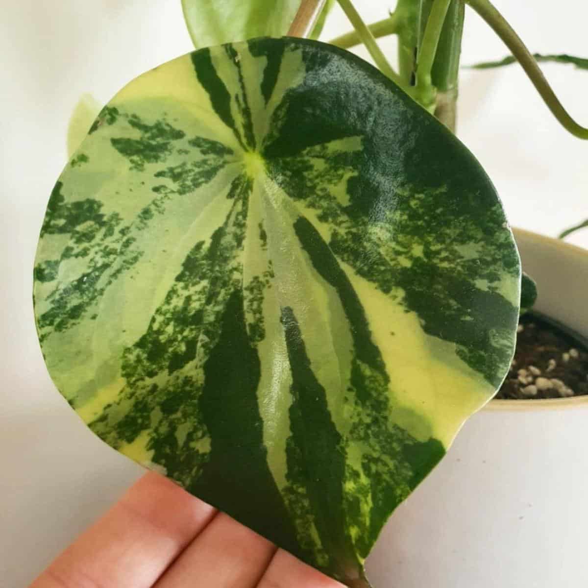 Peperomia Polybotrya: Growing The Coin-Leaf Peperomia