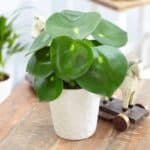 Peperomia Polybotrya: Growing The Coin-Leaf Peperomia