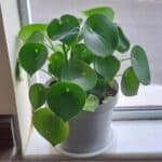 Peperomia Polybotrya: Growing The Coin-Leaf Peperomia