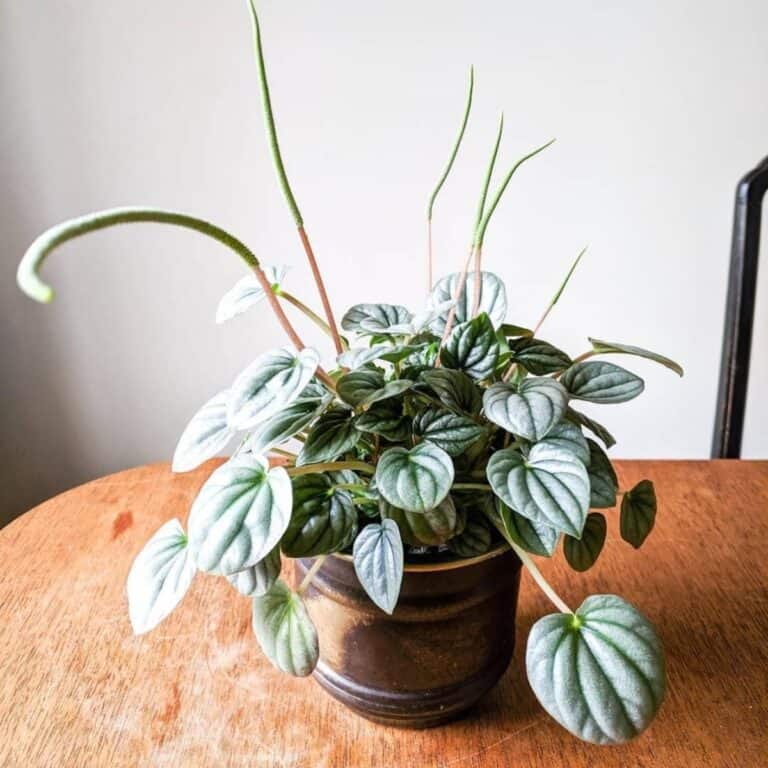 Peperomia Caperata Care: Growing Tips For Emerald Ripple Peperomias