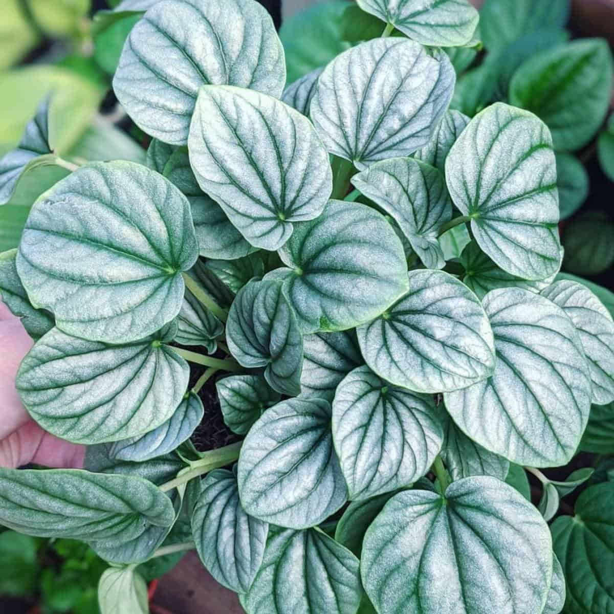 Peperomia Caperata Care: Growing Tips For Emerald Ripple Peperomias