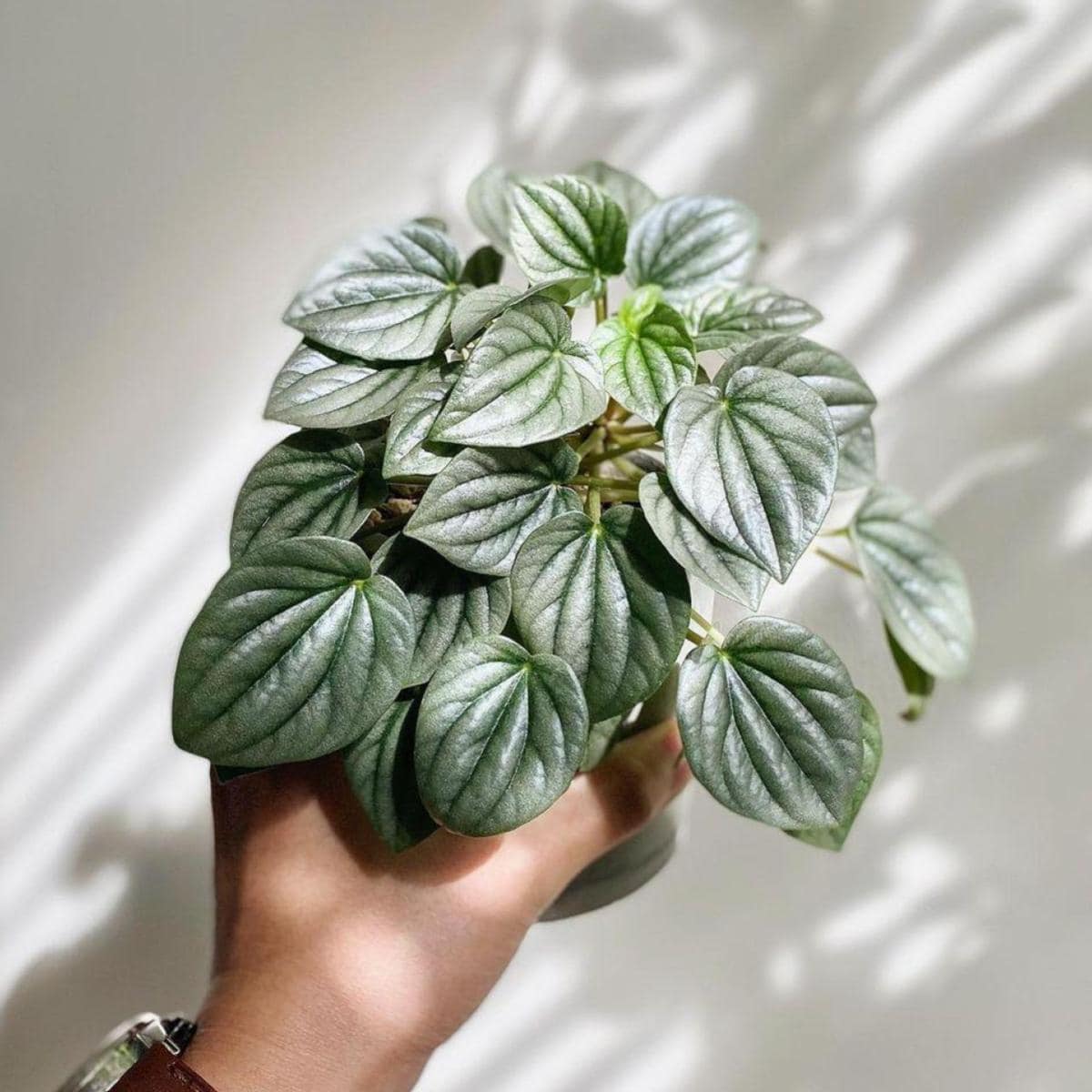 Peperomia Caperata Care: Growing Tips For Emerald Ripple Peperomias