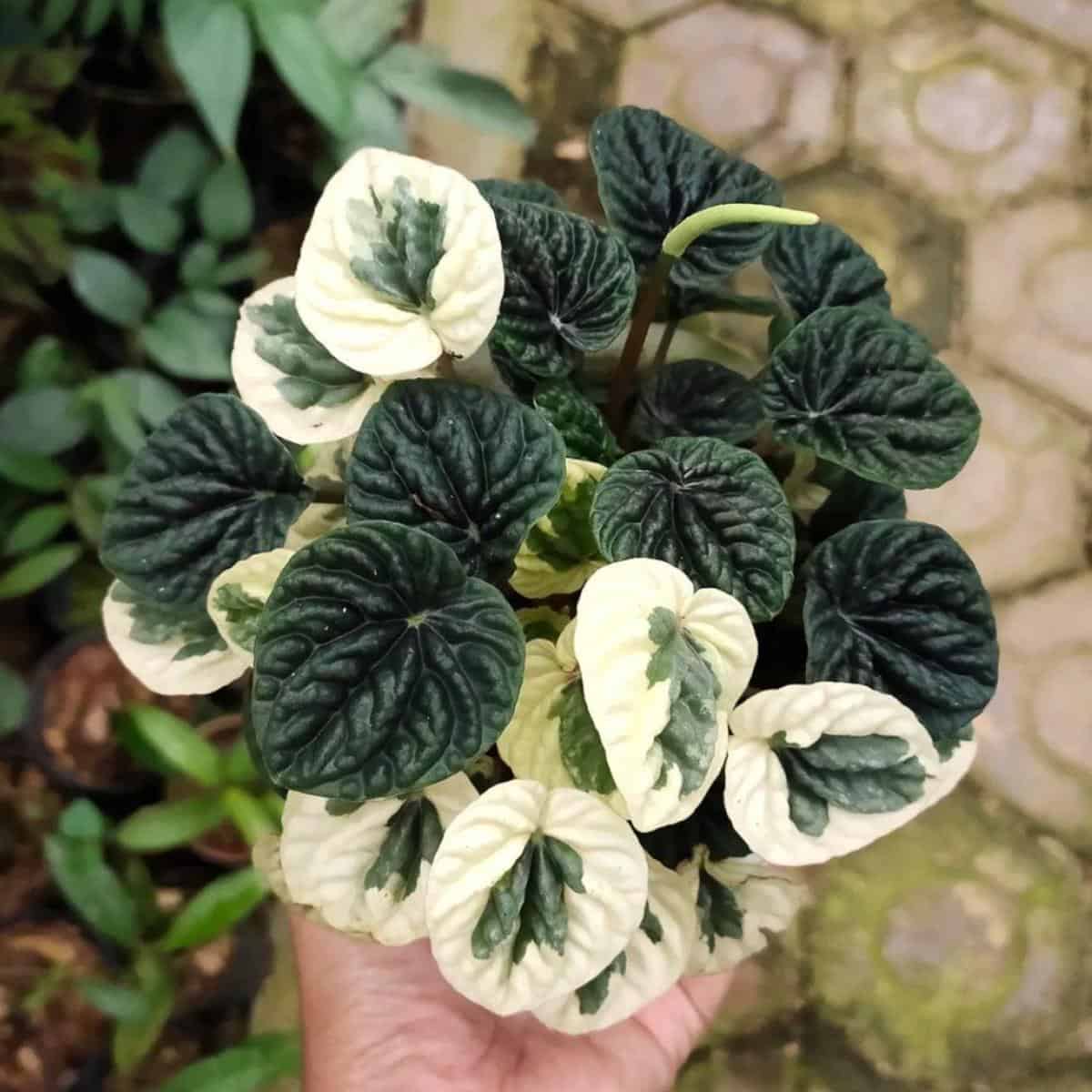 Peperomia Caperata Care: Growing Tips For Emerald Ripple Peperomias