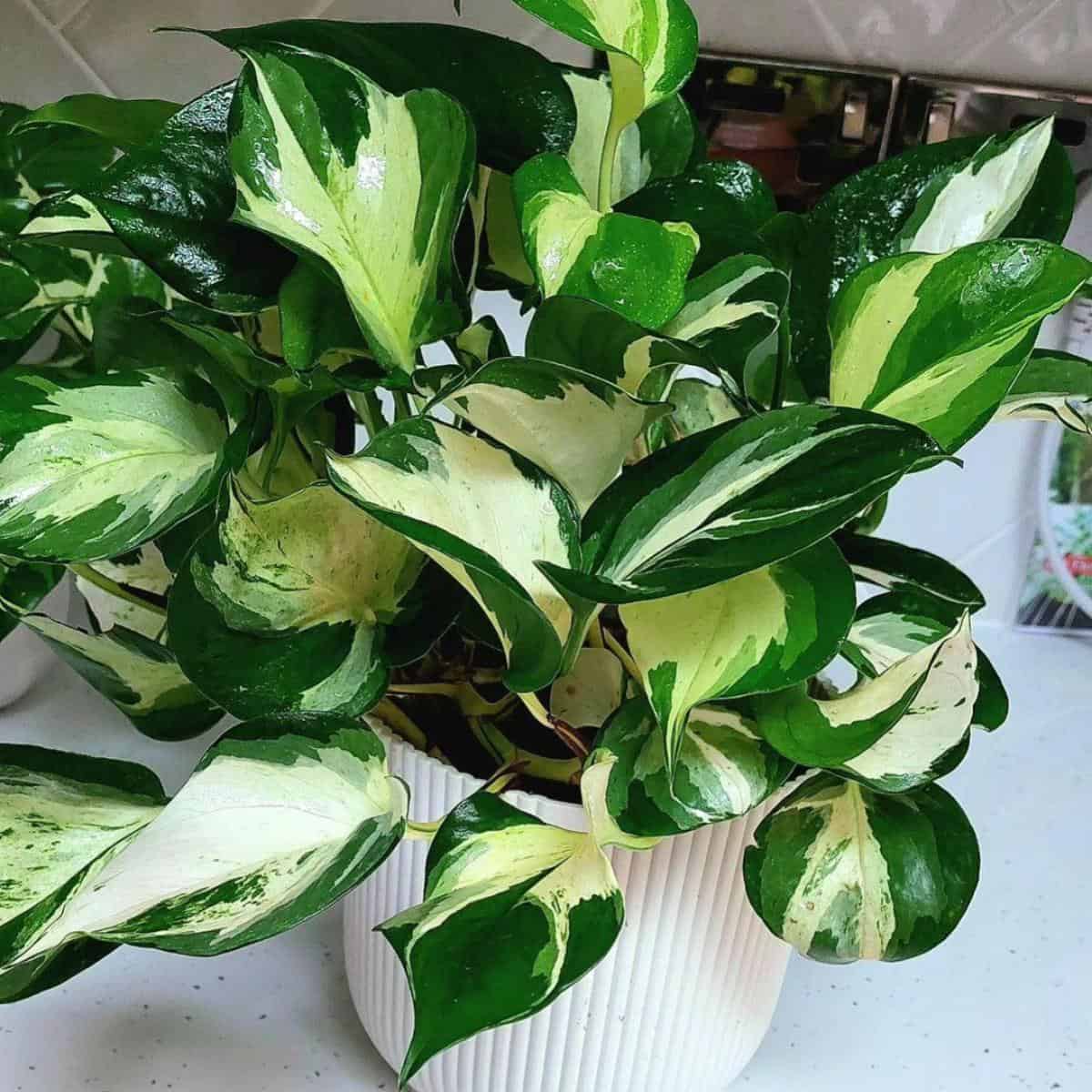 7 Tips To Make Pothos Grow Faster