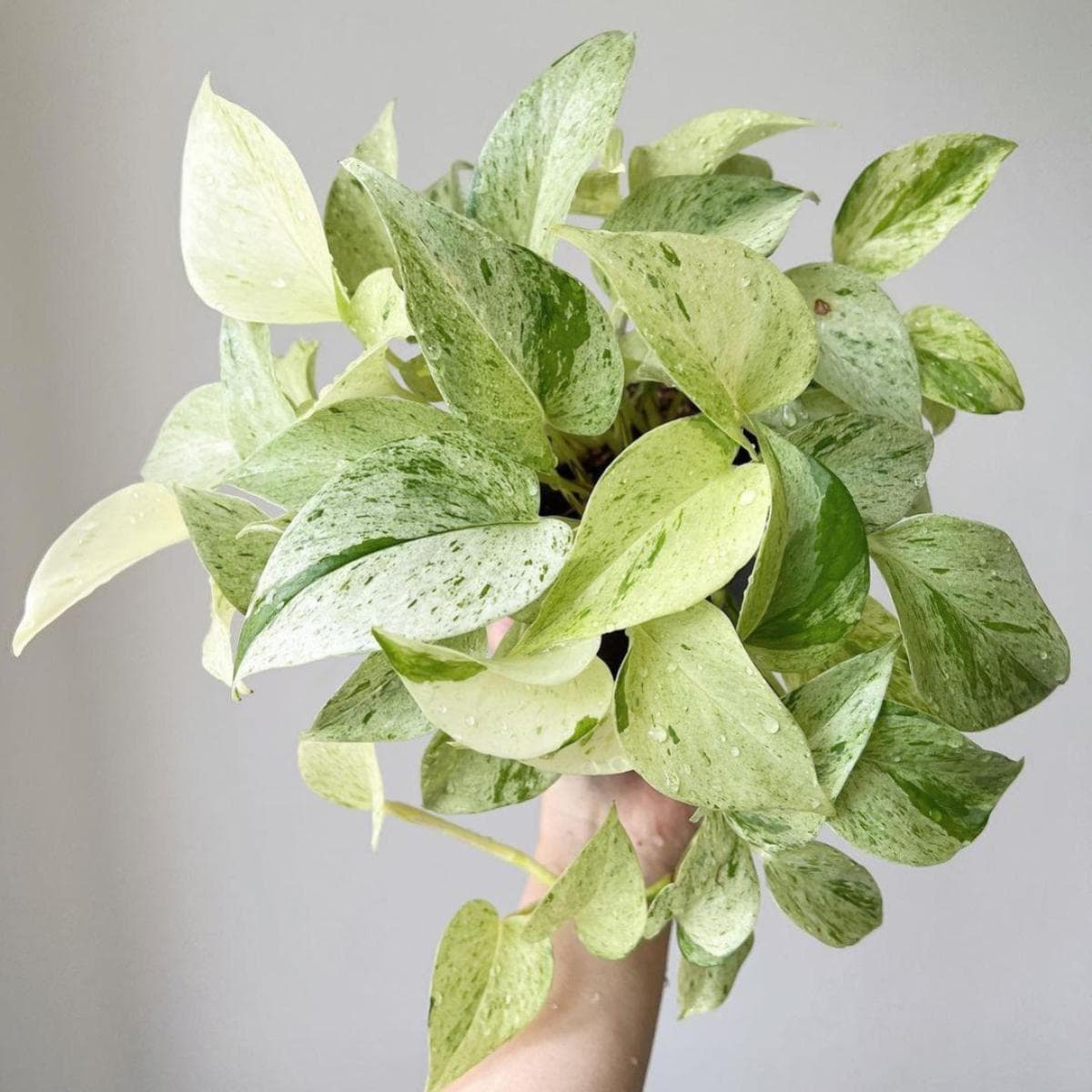 7 Tips To Make Pothos Grow Faster