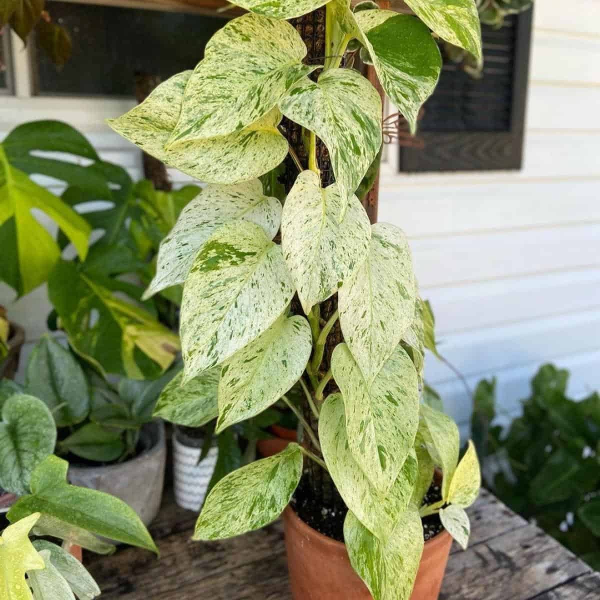 7 Tips To Make Pothos Grow Faster