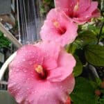 7 Tips To For The Right Hibiscus Fertilizer Choices