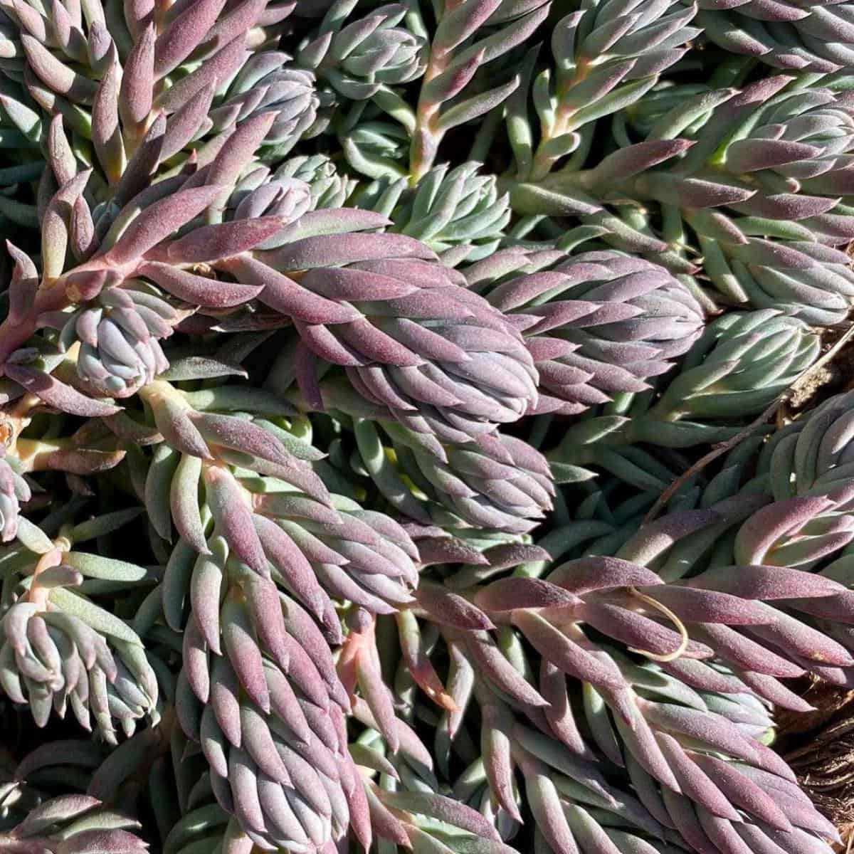 Sedum Reflexum Care: How To Grow The Blue Spruce Stonecrop