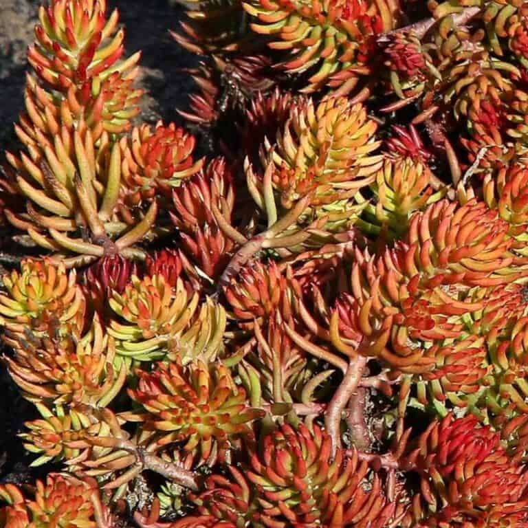 Sedum Reflexum Care: How To Grow The Blue Spruce Stonecrop