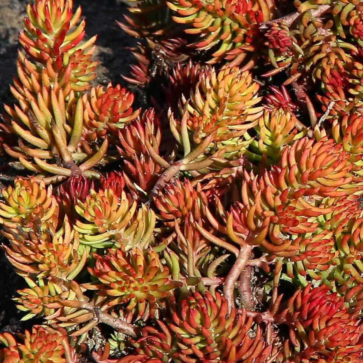 Sedum Reflexum Care: How To Grow The Blue Spruce Stonecrop