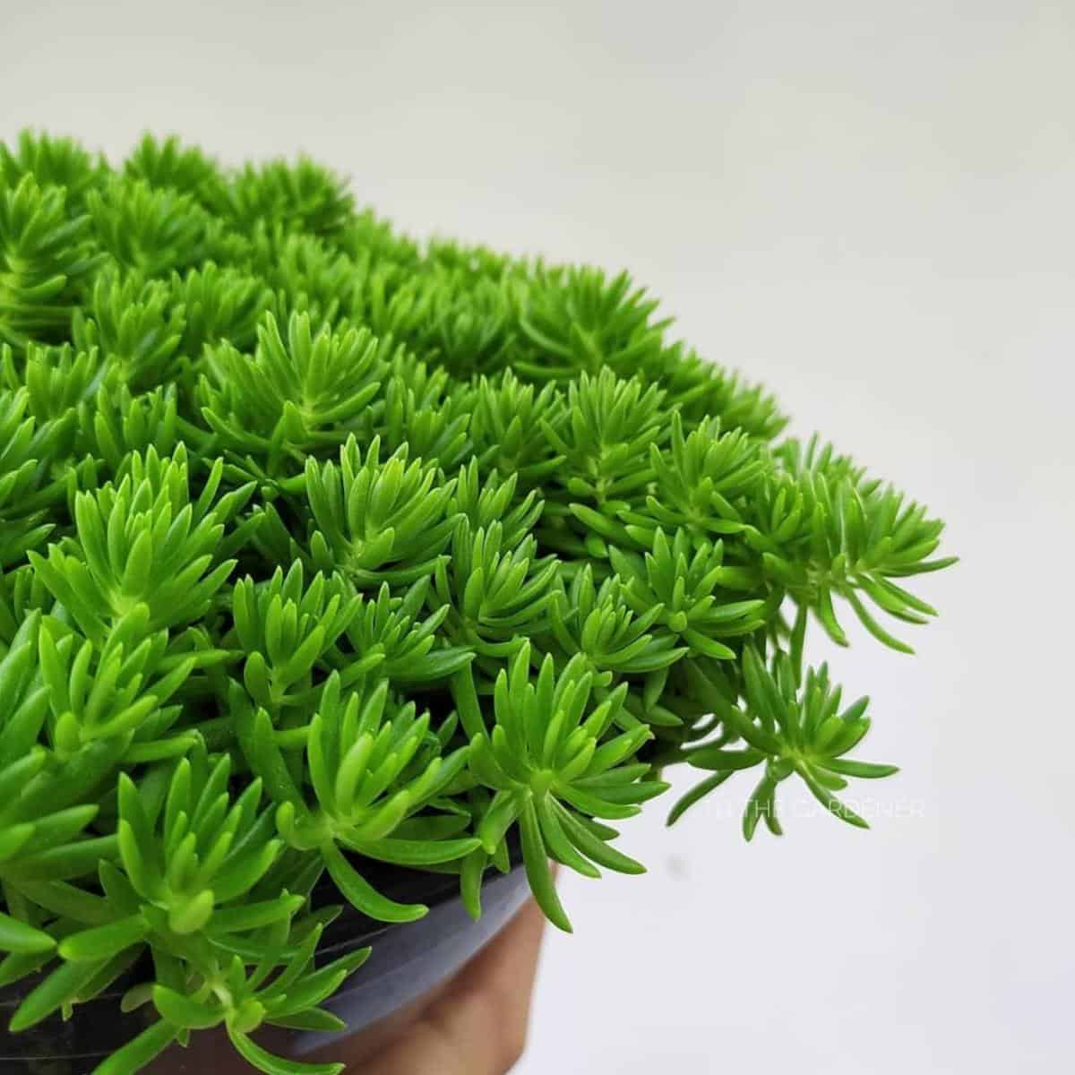 Sedum Reflexum Care: How To Grow The Blue Spruce Stonecrop