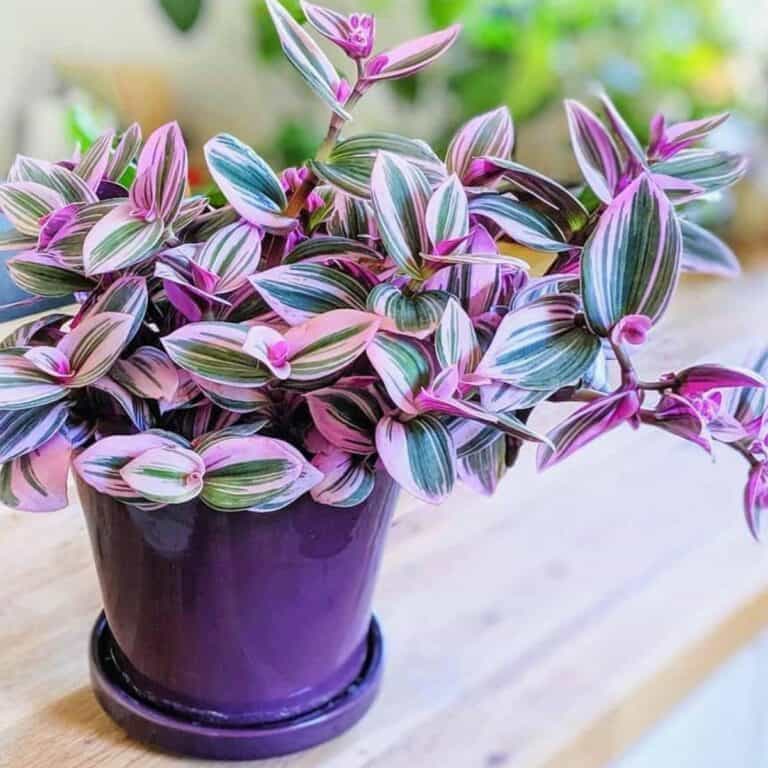 Tradescantia Nanouk Care: Growing The Nanouk Wandering Jew