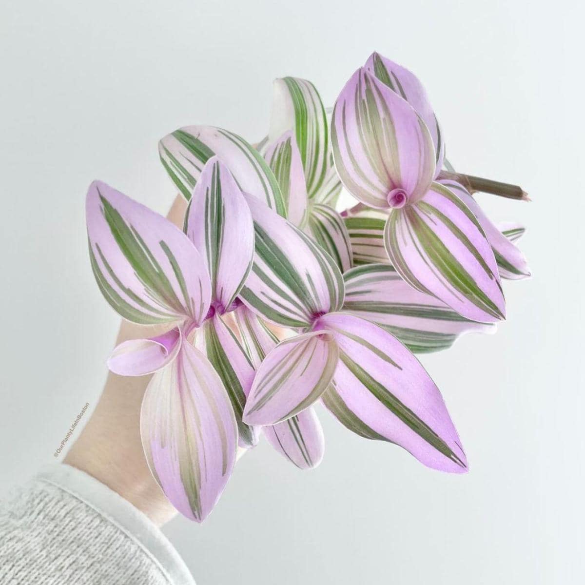 Tradescantia Nanouk Care: Growing The Nanouk Wandering Jew