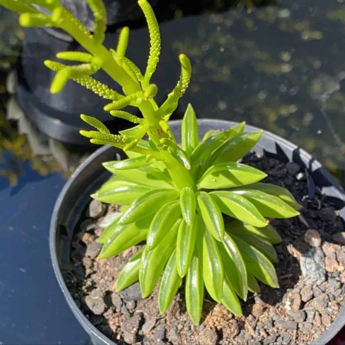Peperomia Dolabriformis Care: How To Grow The Prayer Pepper Plant