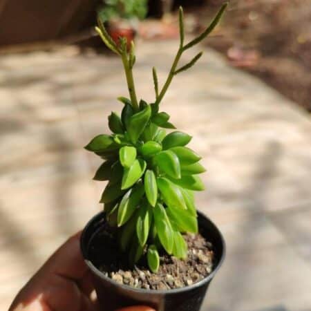 Peperomia Dolabriformis Care: How To Grow The Prayer Pepper Plant