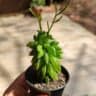 Peperomia Dolabriformis Care: How To Grow The Prayer Pepper Plant