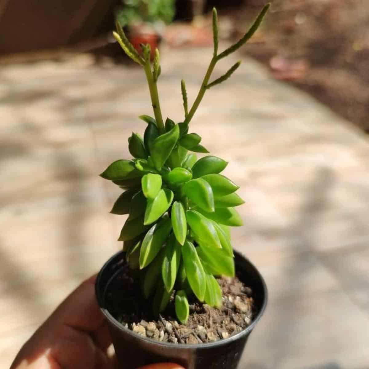 Peperomia Dolabriformis Care: How To Grow The Prayer Pepper Plant