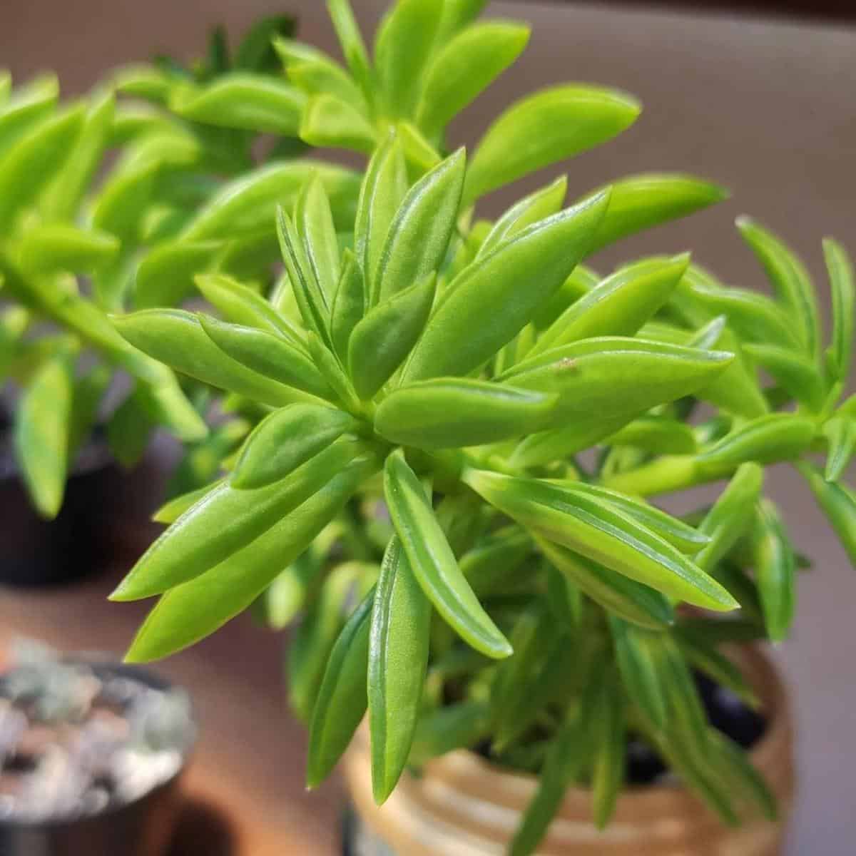 Peperomia Dolabriformis Care: How To Grow The Prayer Pepper Plant