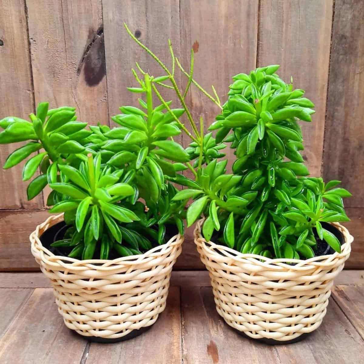 Peperomia Dolabriformis Care: How To Grow The Prayer Pepper Plant