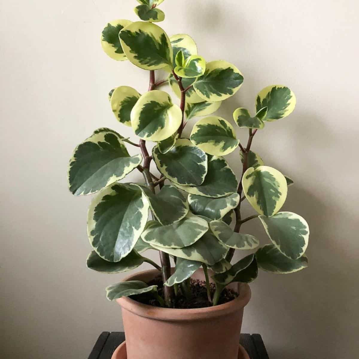 Peperomia Obtusifolia Variegata: Growing Variegated Baby Rubber Plant