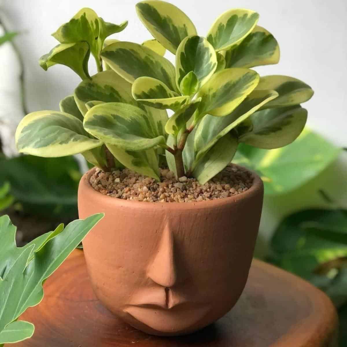 Peperomia Obtusifolia Variegata: Growing Variegated Baby Rubber Plant