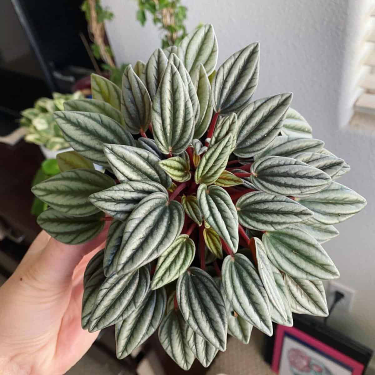Peperomia San Marino Care: Growing San Marino Peperomias