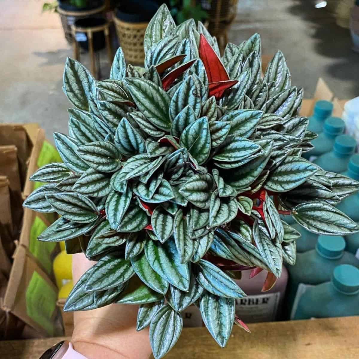 Peperomia San Marino Care: Growing San Marino Peperomias