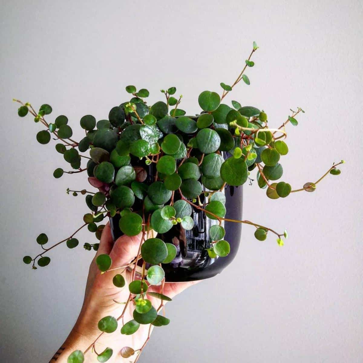 Peperomia Pepperspot Growing and Care Tips