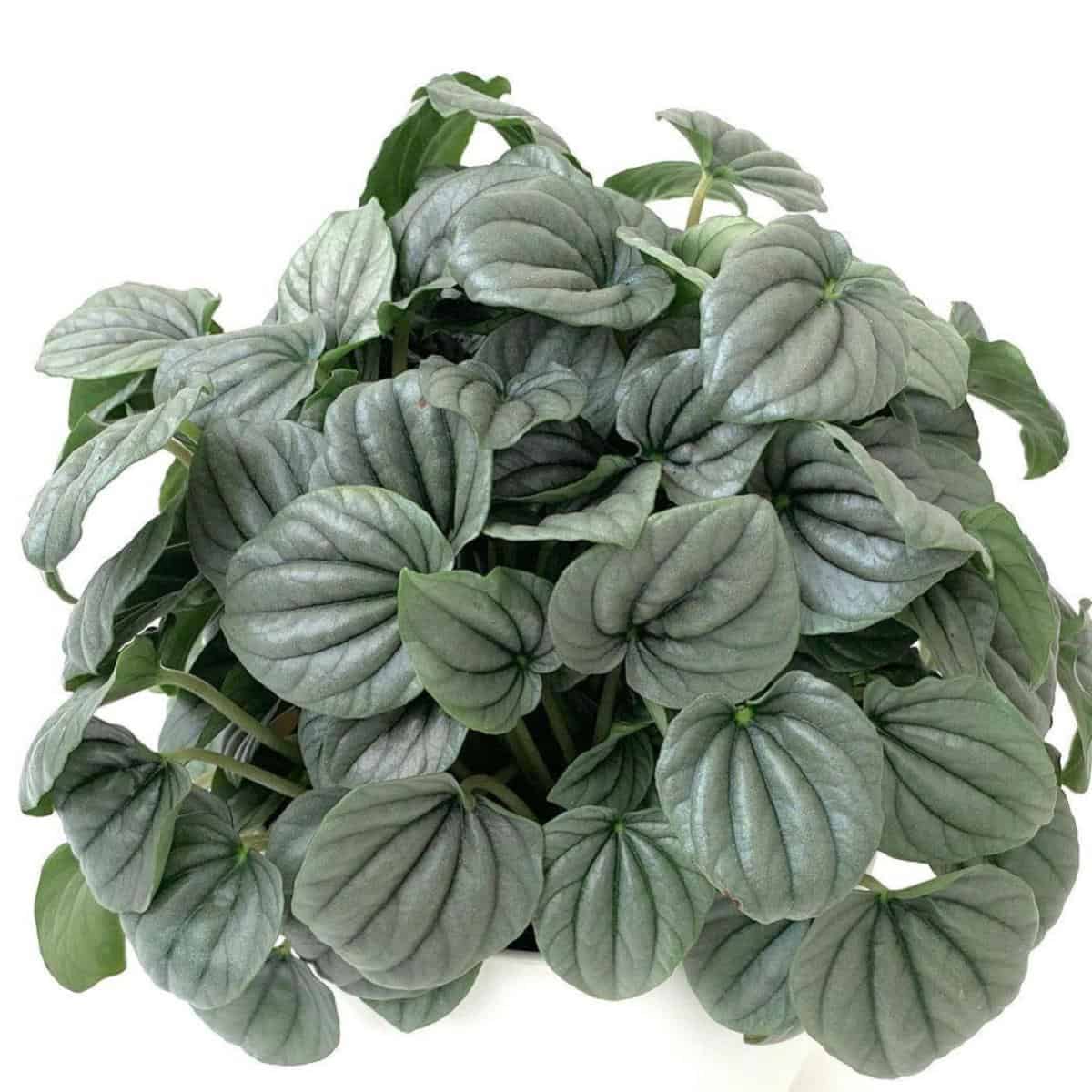 Peperomia Frost Care: How To Grow Silver Frost Peperomia Plants