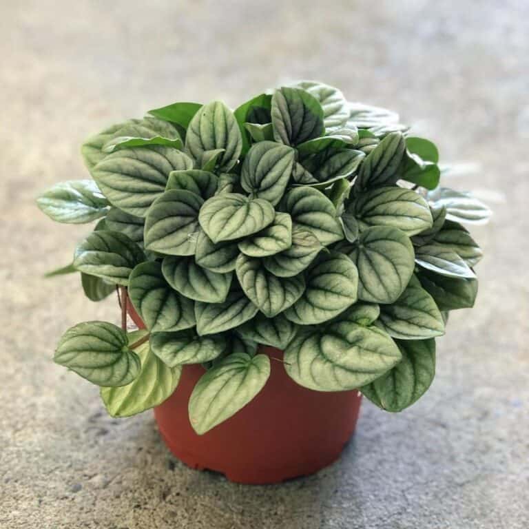 Peperomia Frost Care: How To Grow Silver Frost Peperomia Plants