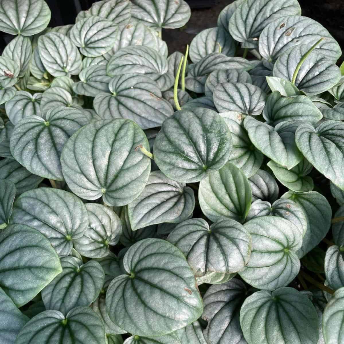 Peperomia Frost Care: How To Grow Silver Frost Peperomia Plants