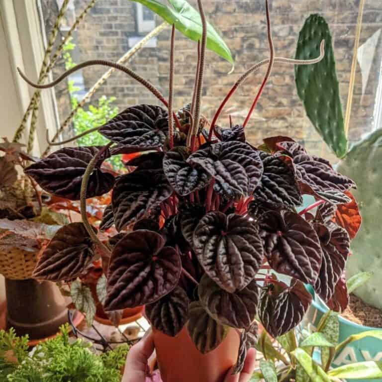 What To Do With Peperomia Flower Spikes?