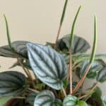What To Do With Peperomia Flower Spikes?