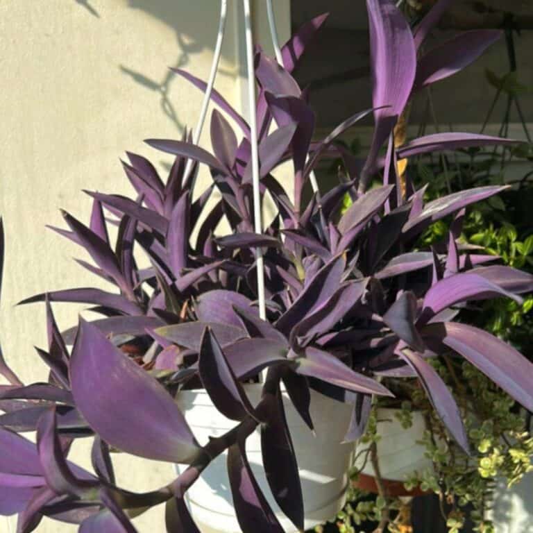 Tradescantia Pallida Care: Growing The Purple Heart Plant