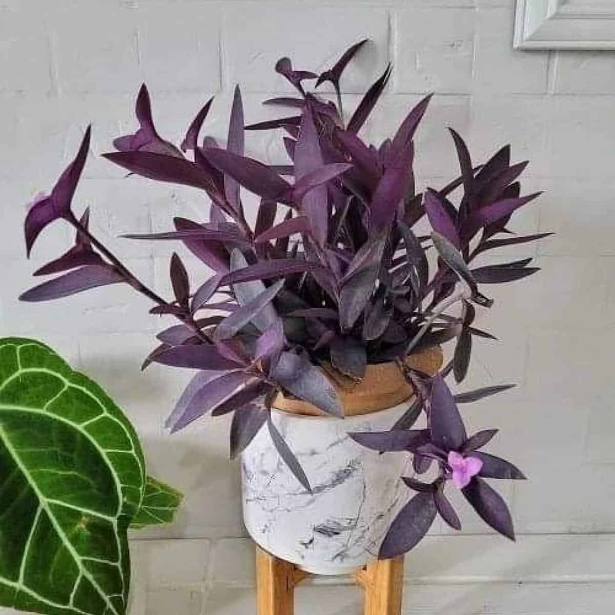 Tradescantia Pallida Care: Growing The Purple Heart Plant