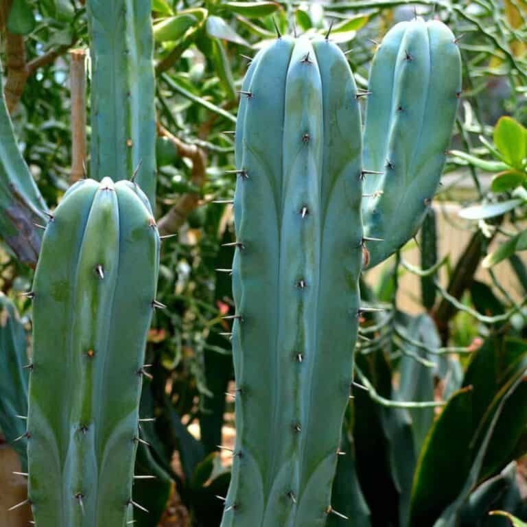 Myrtillocactus Geometrizans Care: Growing Blue Candle Cactus